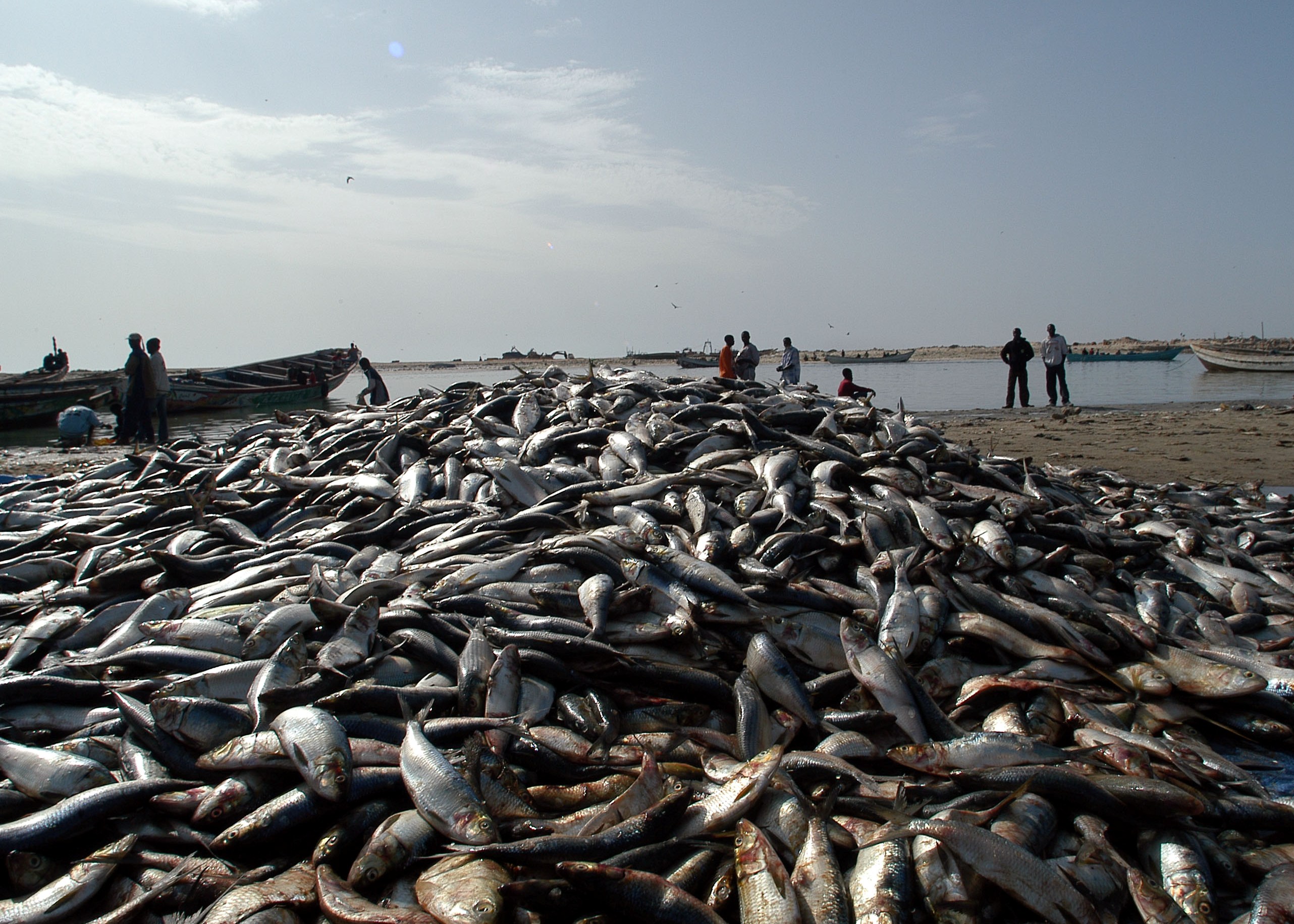 Sustainable Fisheries Partnerships: EU and Mauritania Renew Deal on ...