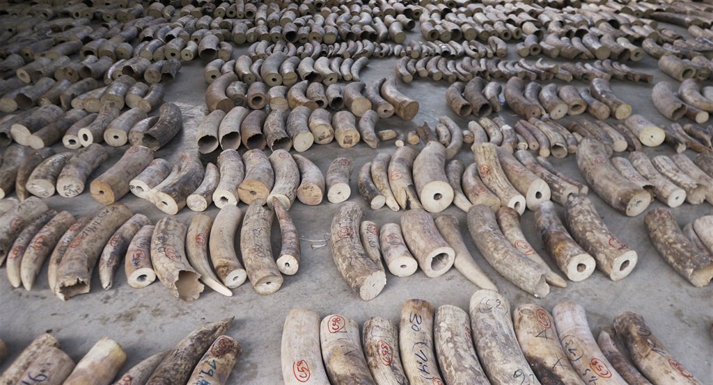 Protecting Africa’s Nature: EU Blasted for ‘Failure’ to Shut Down Ivory ...